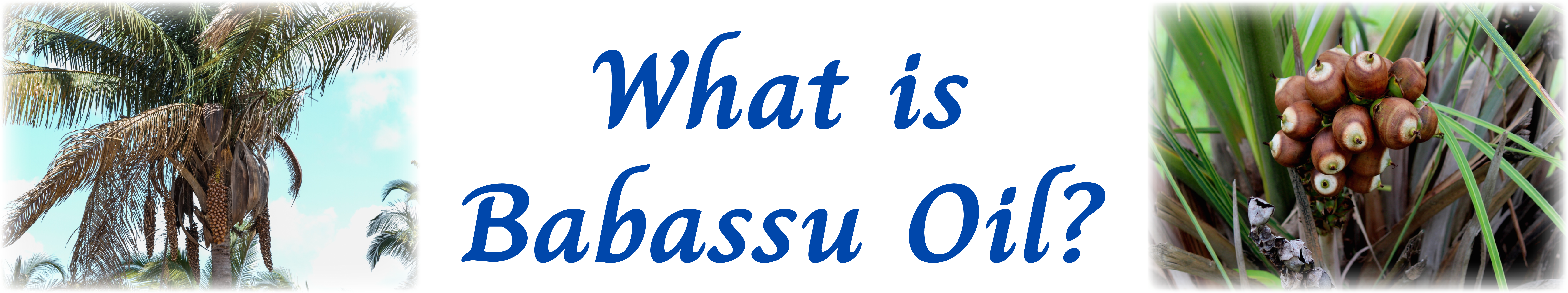 What is Babassu Oil? – ValAsta LLC